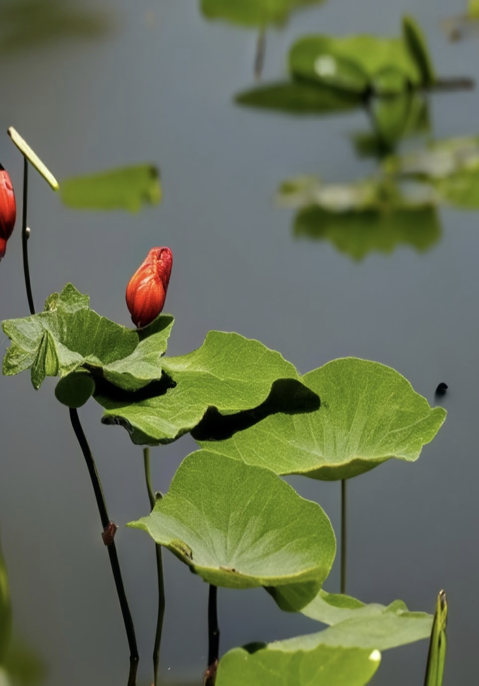 HatYai 2025 · MySeq